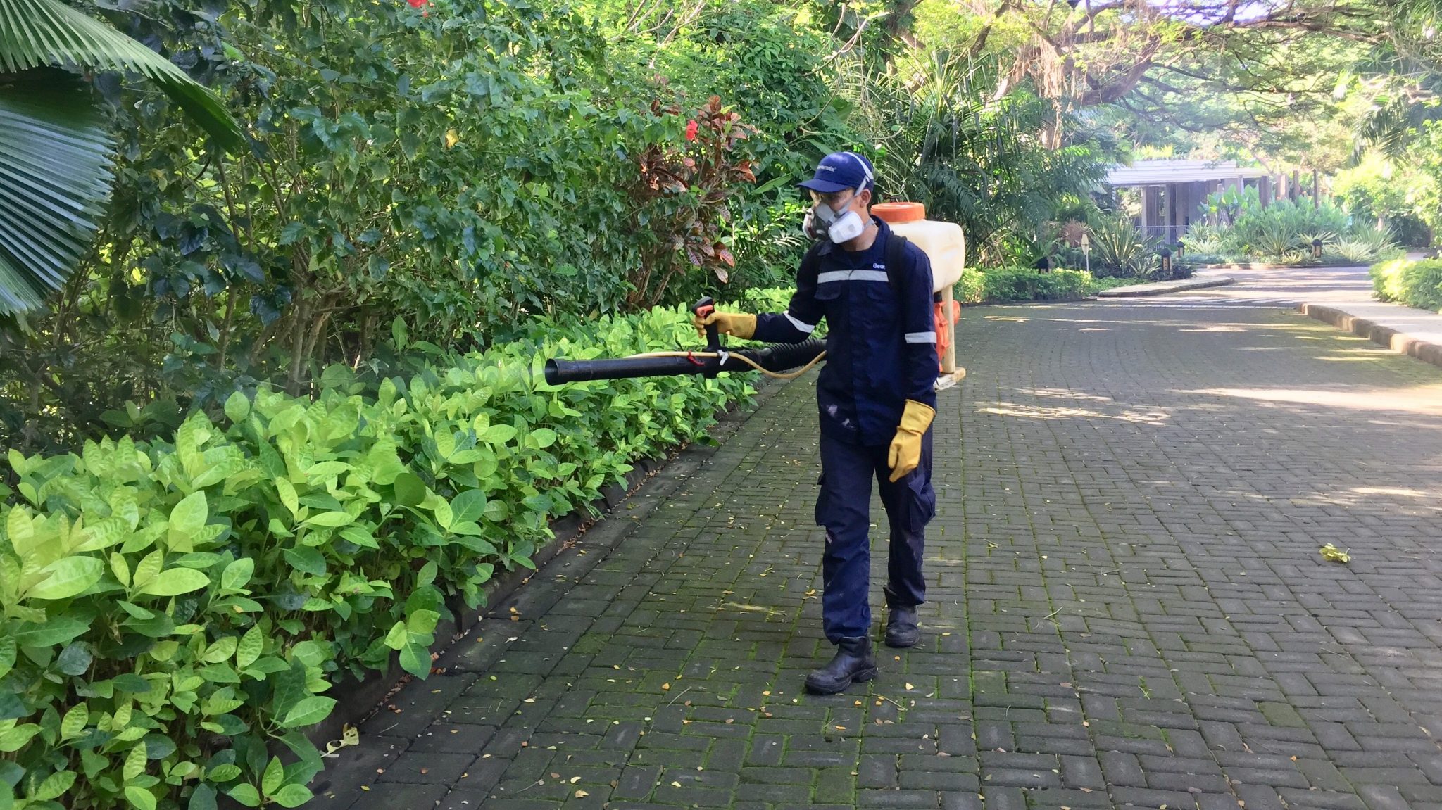 Pest Control Bali - Geotermix